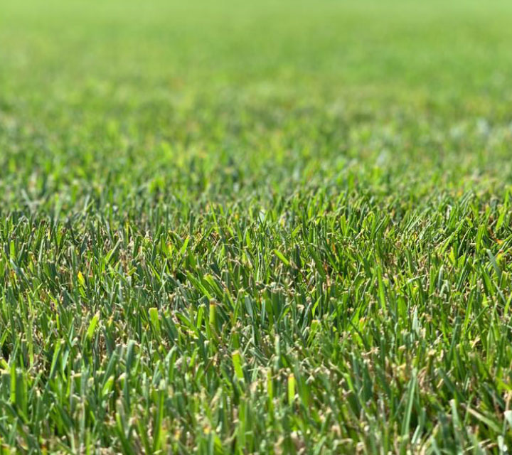 Pasto a domicilio - ChiGreen